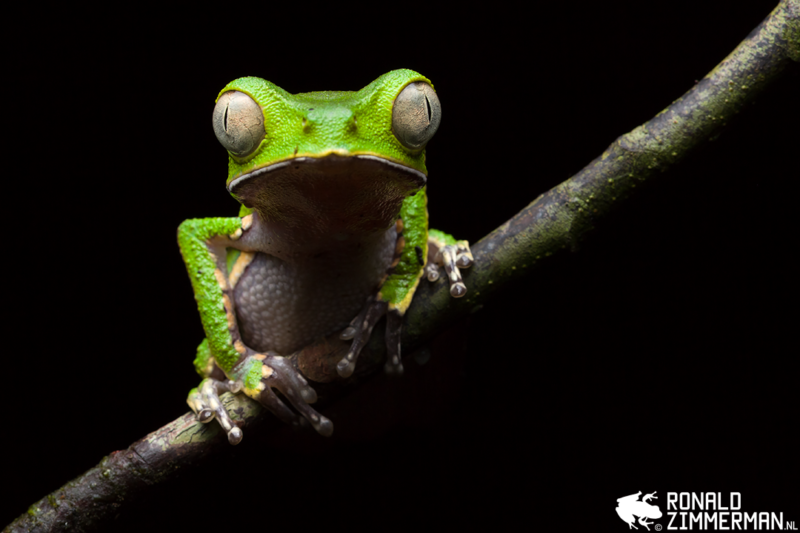 How to Photograph Wild Amphibians and Reptiles Safely and Ethically ...
