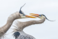 Winners of the 10th Annual Audubon Photography Awards Revealed | PetaPixel