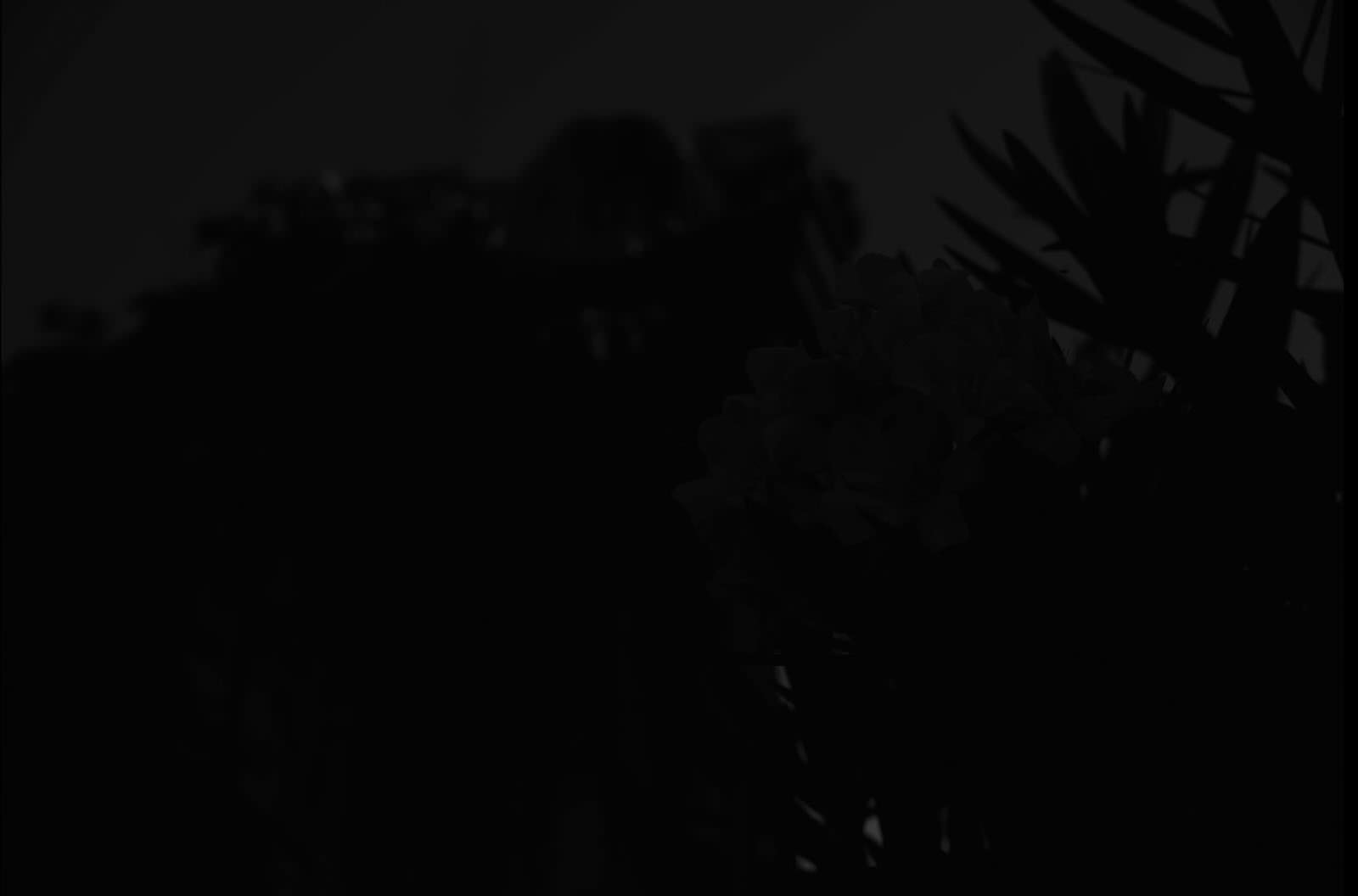 What Does an Unprocessed RAW File Look Like? | PetaPixel