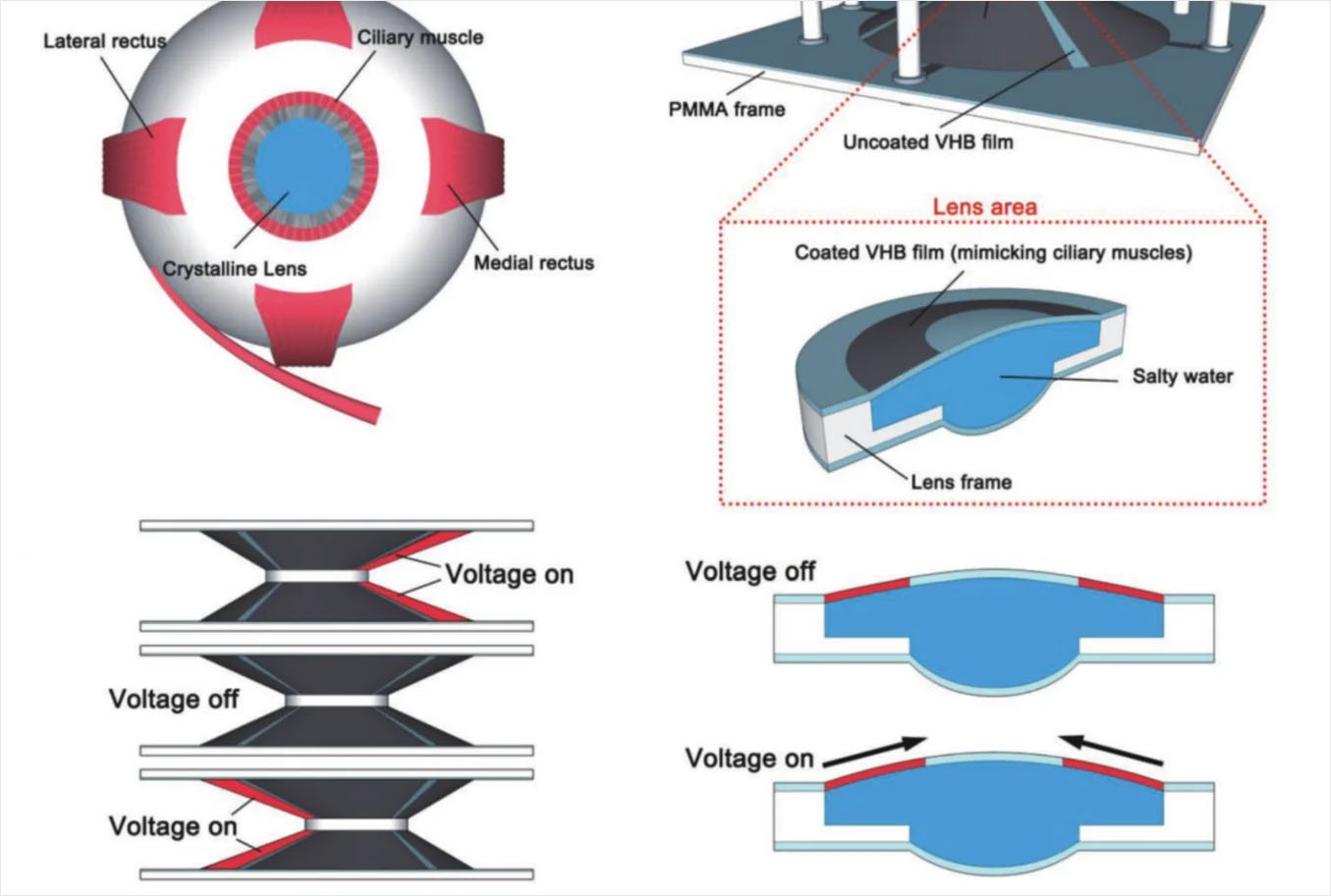 Scientists Create Contact Lenses That Zoom with Blinks and Looks ...