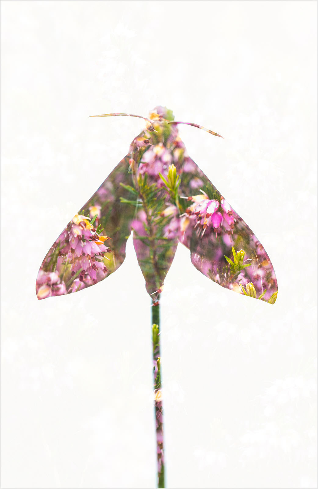 Macro Double Exposure Photos Blend Insects with Their Environments ...