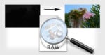 What Does an Unprocessed RAW File Look Like? | PetaPixel
