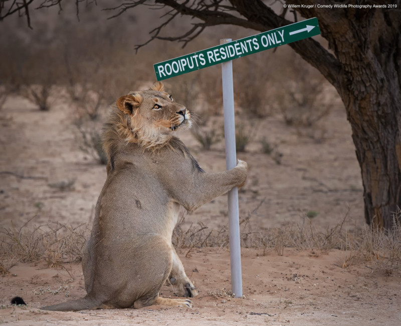 Comedy Wildlife Photography Awards Finalists Prove that Nature Has a ...