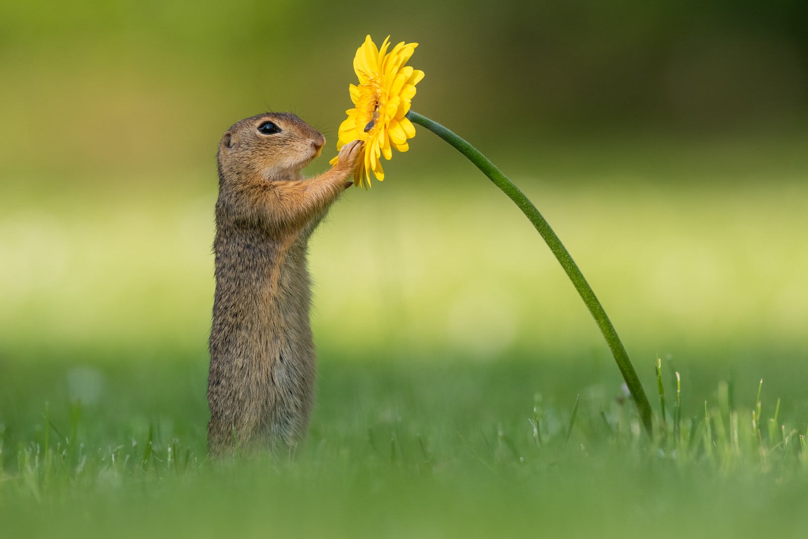 Photographer Catches Squirrel Stopping to Smell a Flower | PetaPixel