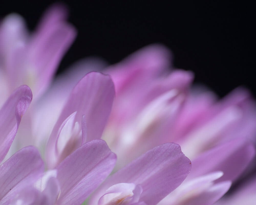 The Best Flash Diffusers for Macro Photography | PetaPixel