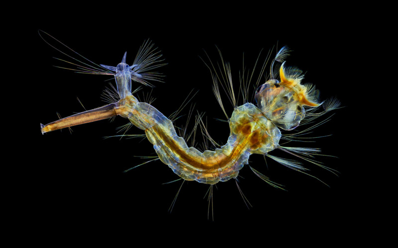 Beautiful Image of Turtle Embryo Wins Nikon Small World Photo Contest ...