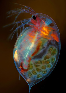Beautiful Image of Turtle Embryo Wins Nikon Small World Photo Contest ...