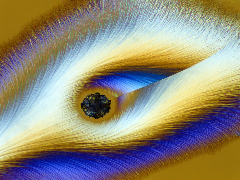 Beautiful Image of Turtle Embryo Wins Nikon Small World Photo Contest ...