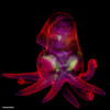 Beautiful Image of Turtle Embryo Wins Nikon Small World Photo Contest ...