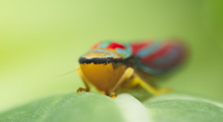 Beginner's Guide to Focus Stacking for Macro Photography | PetaPixel