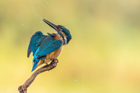 7 Questions with Ariel Fields: 17-Year-Old Wildlife Photographer and ...