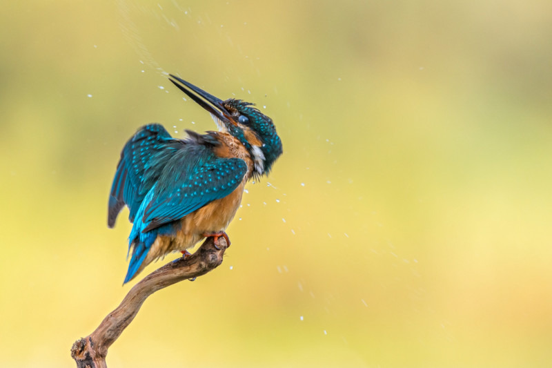 7 Questions with Ariel Fields: 17-Year-Old Wildlife Photographer and ...