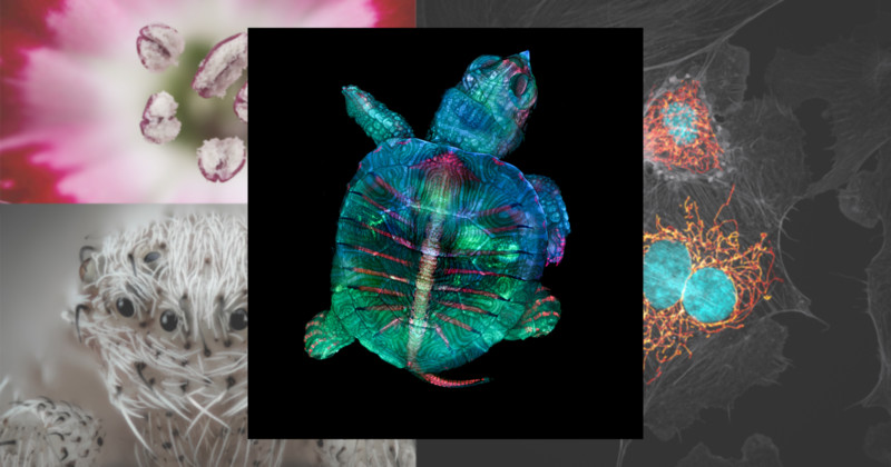 Beautiful Image of Turtle Embryo Wins Nikon Small World Photo Contest ...