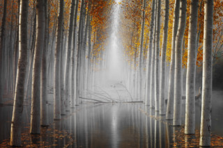 Photo of Leaping Rabbits Takes Home Top Prize at Nature Photographer of ...