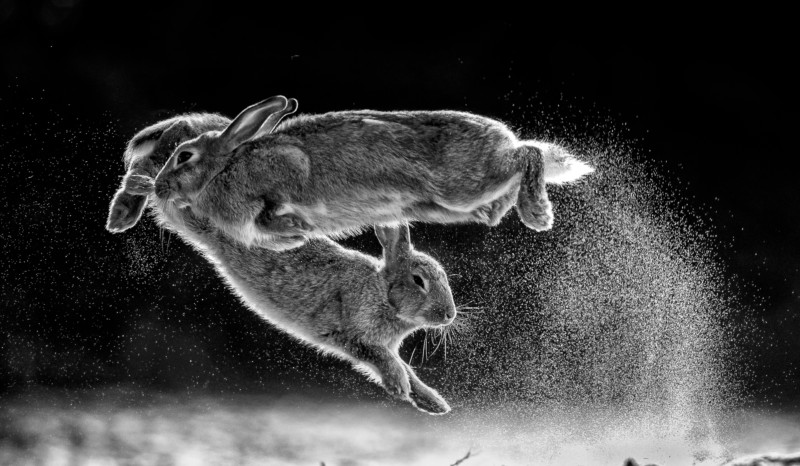 Photo of Leaping Rabbits Takes Home Top Prize at Nature Photographer of ...