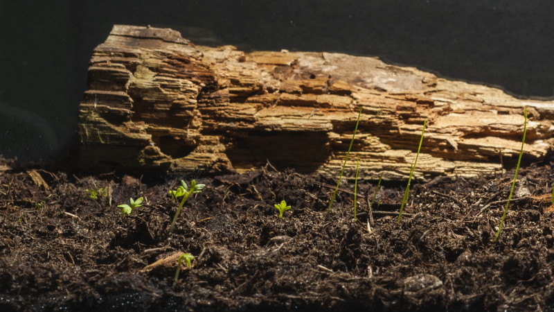 How I Set Up and Captured a 10-Month Timelapse of an 'Eternal Terrarium ...