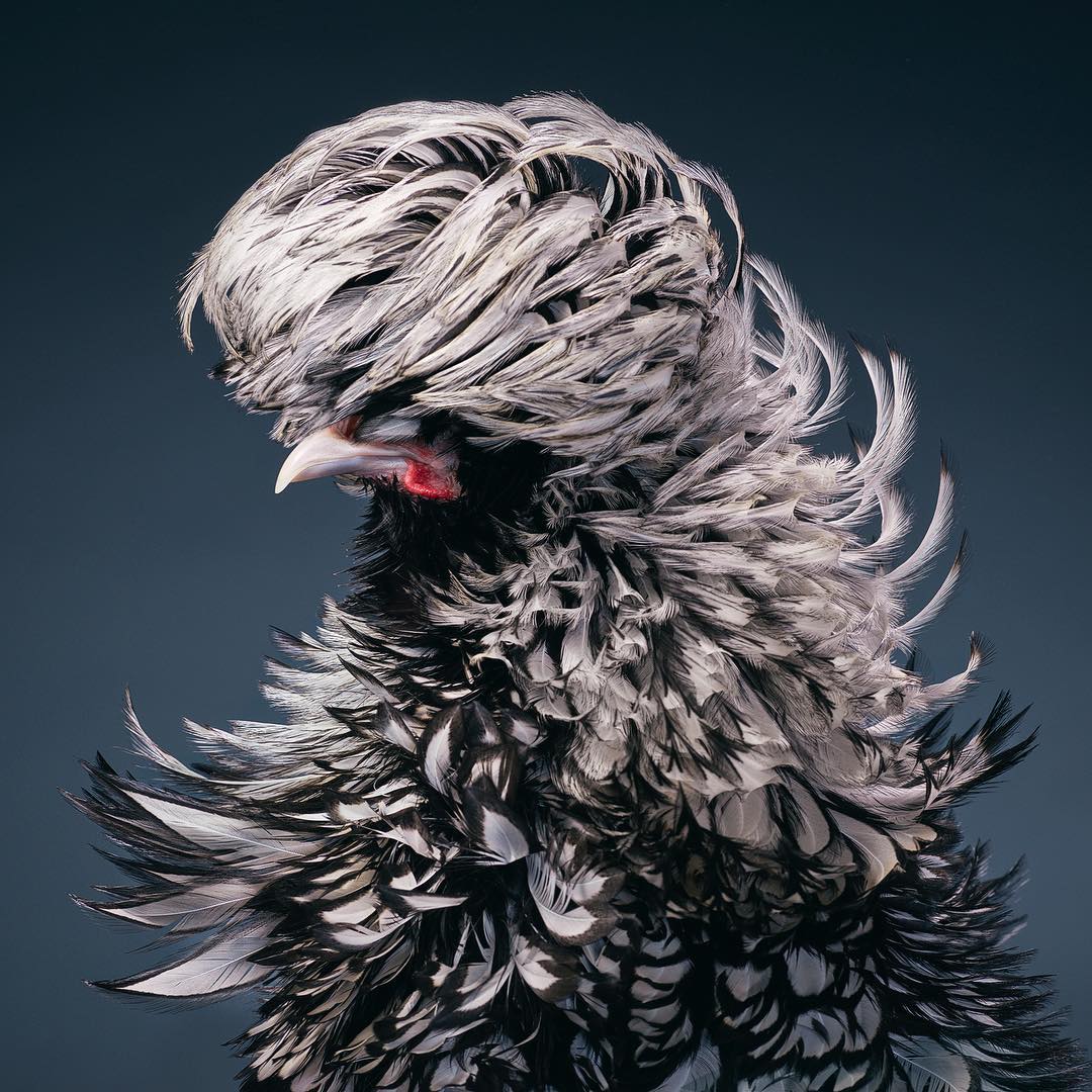 Rare and Unusual Birds Photographed Like Humans | PetaPixel