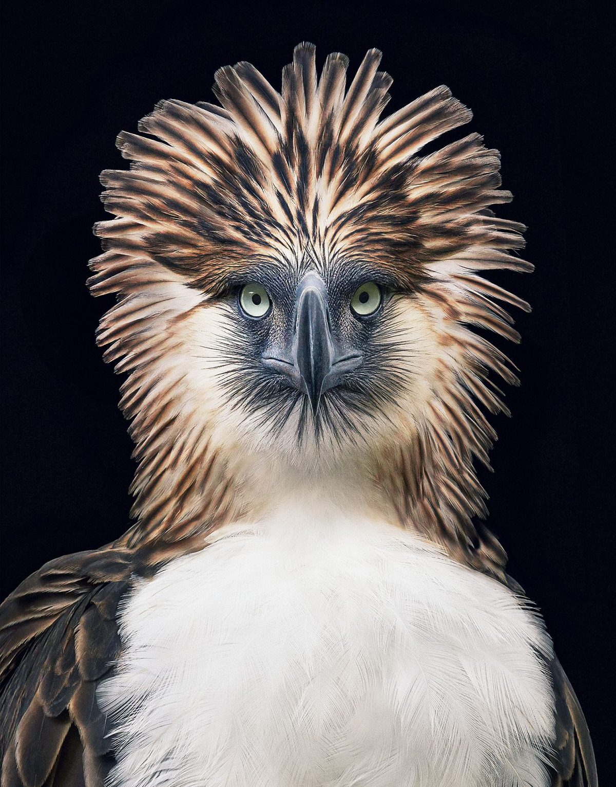 Rare and Unusual Birds Photographed Like Humans | PetaPixel