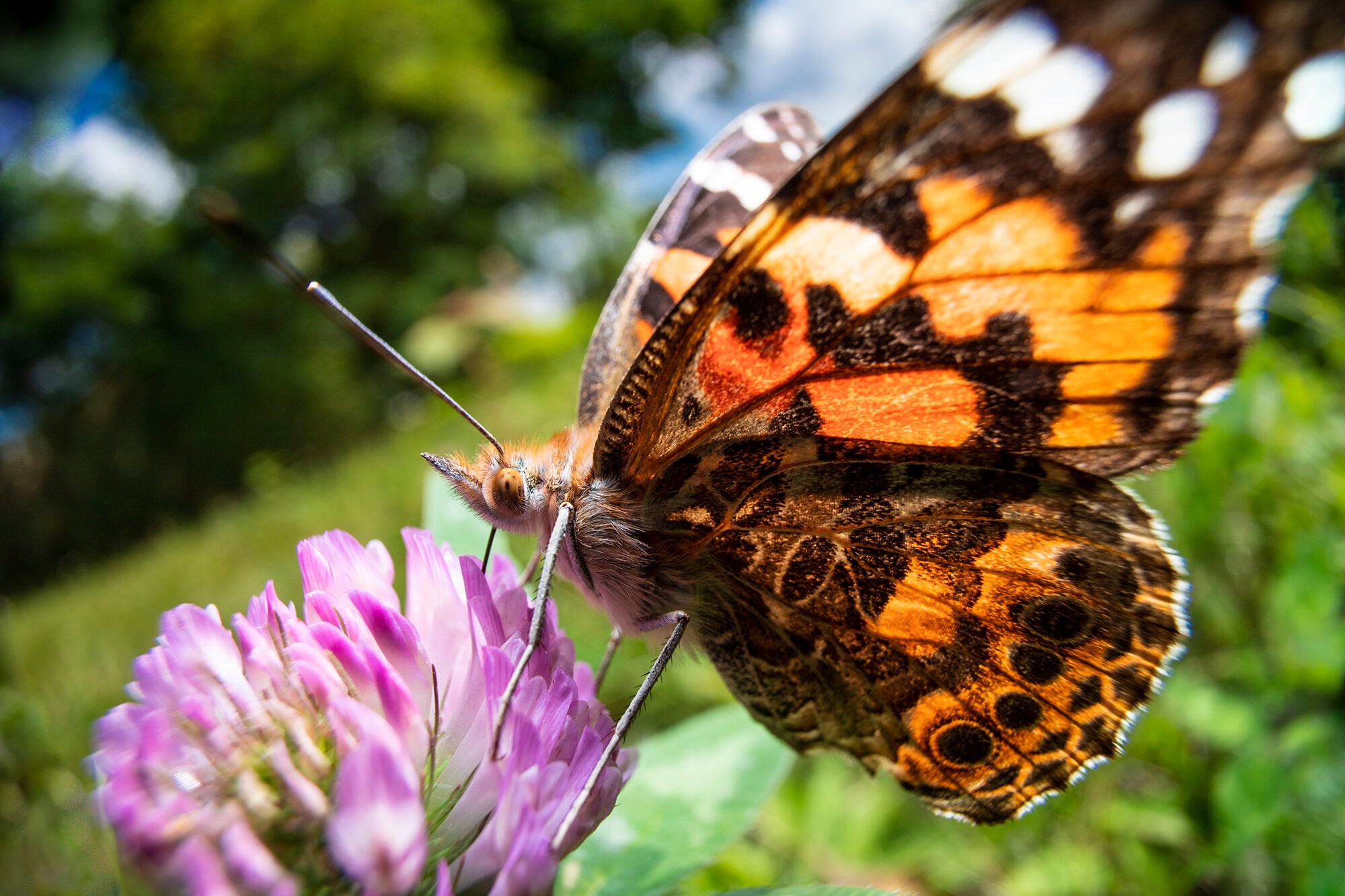 Making My Own DIY Super-Wide-Angle Macro Lens | PetaPixel
