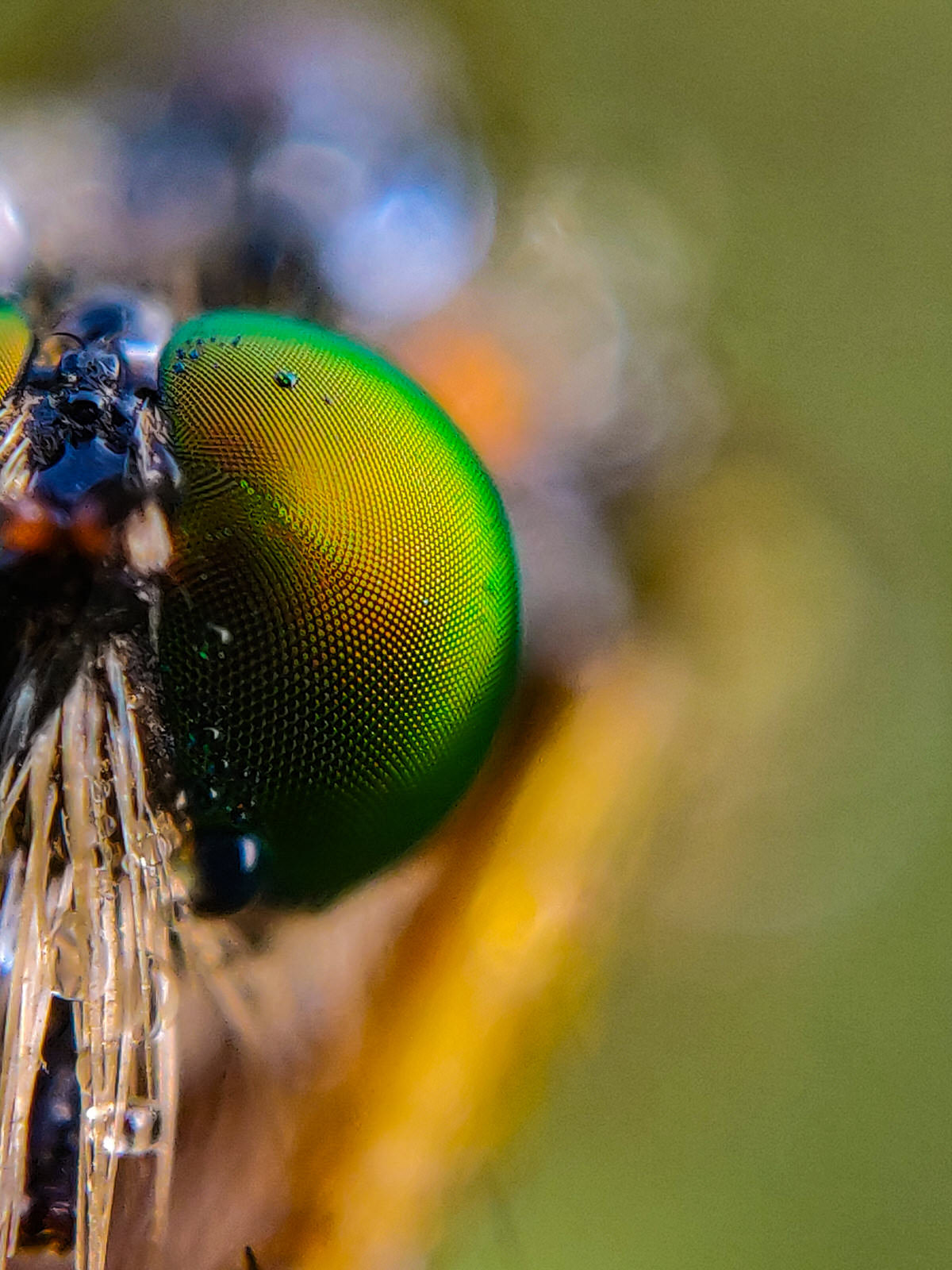 Indian Photographer Shoots Stunning Macro Photos Using His Phone ...