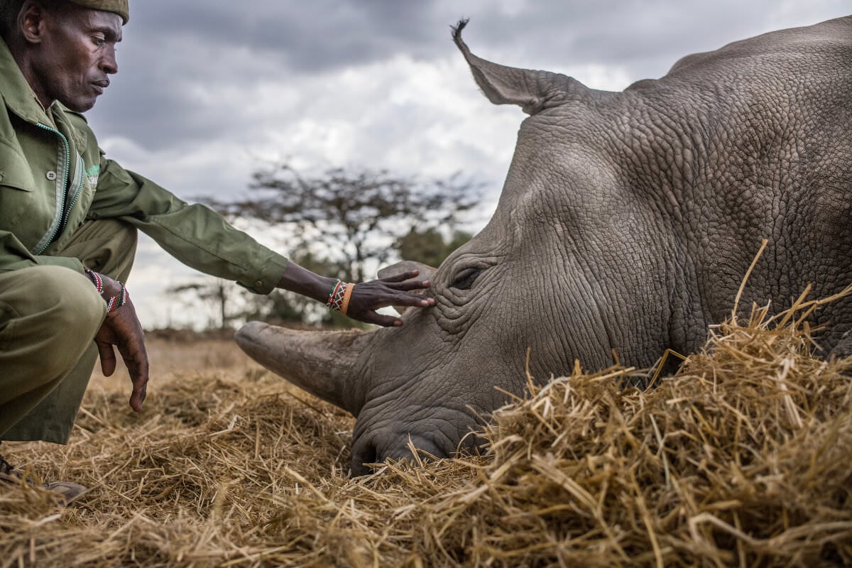 Documenting the Fate of the Northern White Rhino | PetaPixel