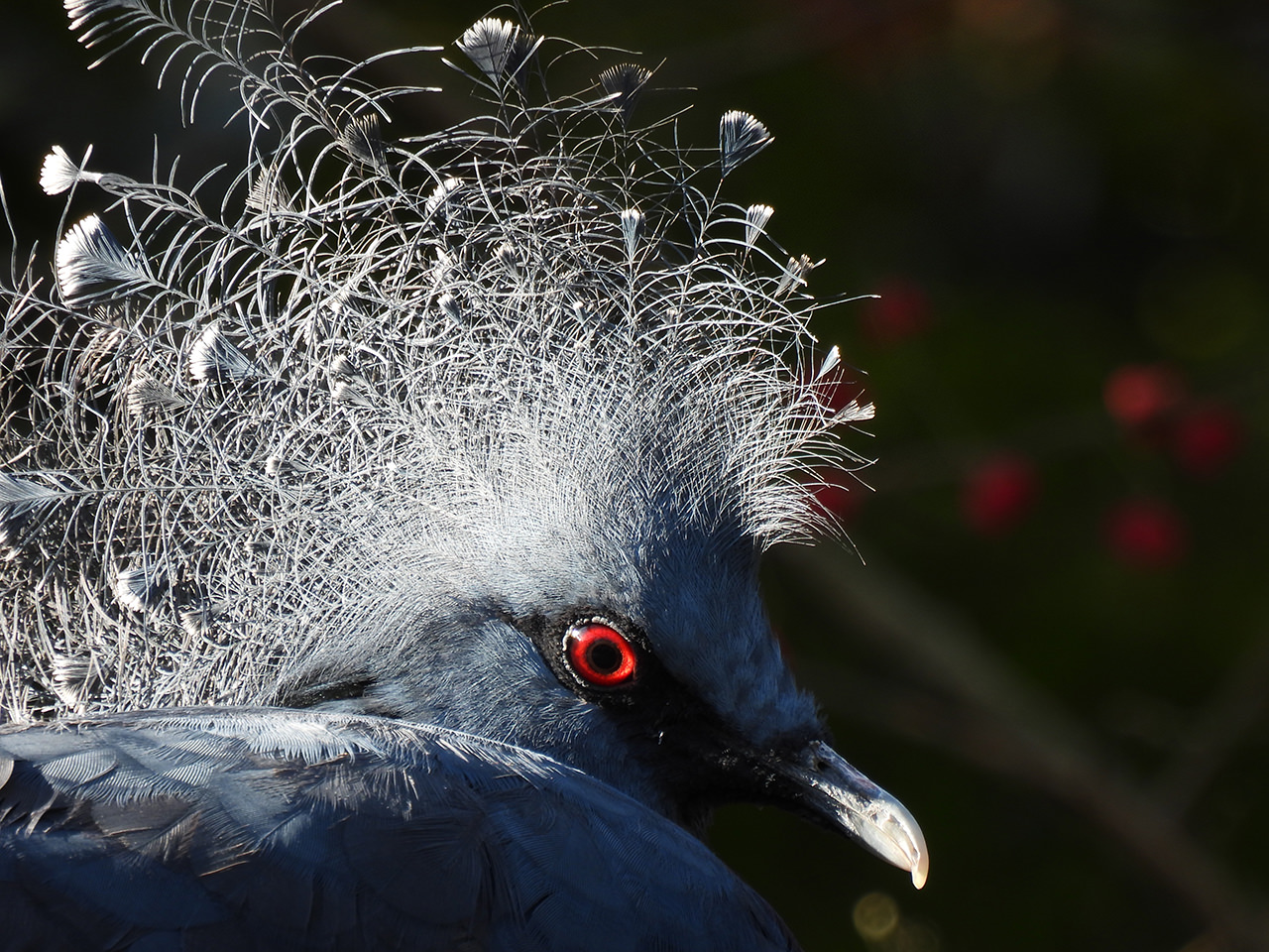 Nikon Unveils the COOLPIX P950 with 83x Zoom, RAW, and 4K | PetaPixel