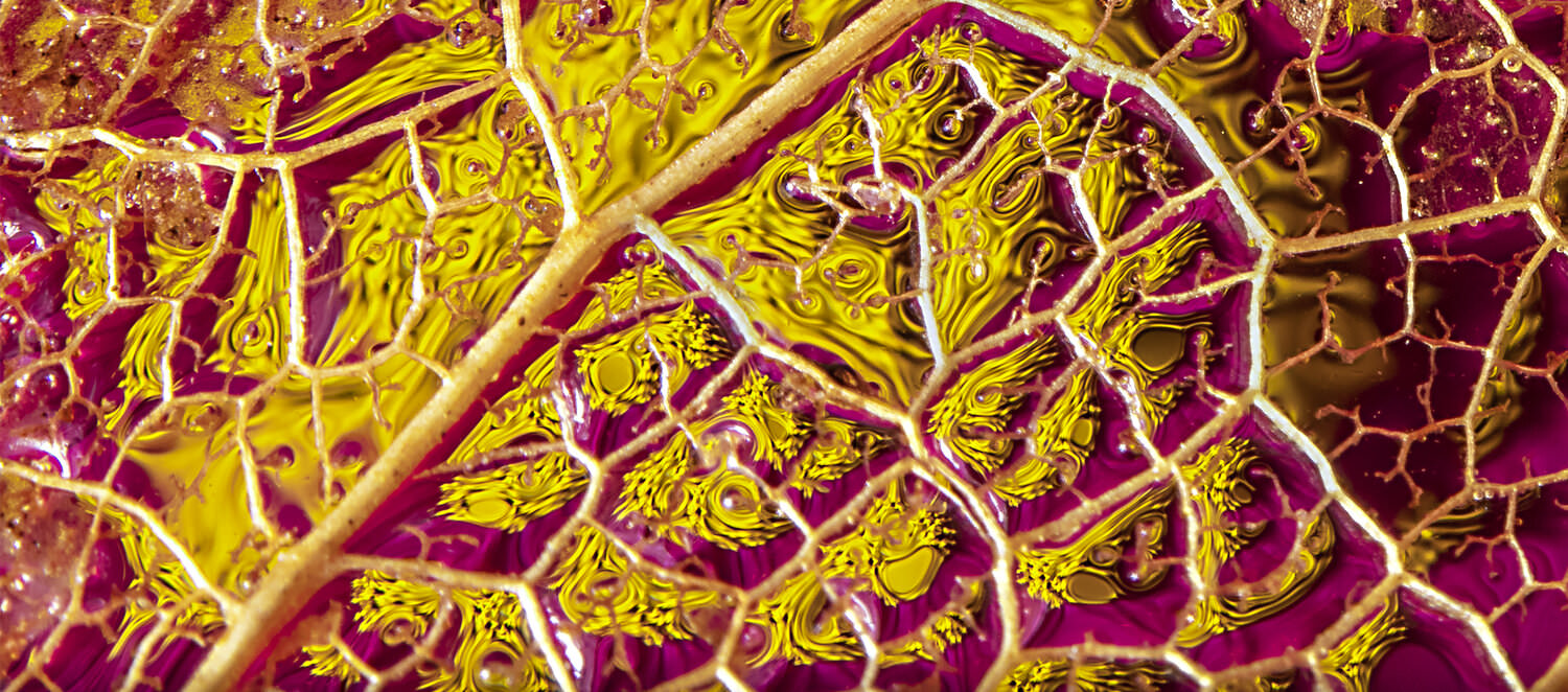 How to Shoot Creative Macro Photos of Skeleton Leaves | PetaPixel