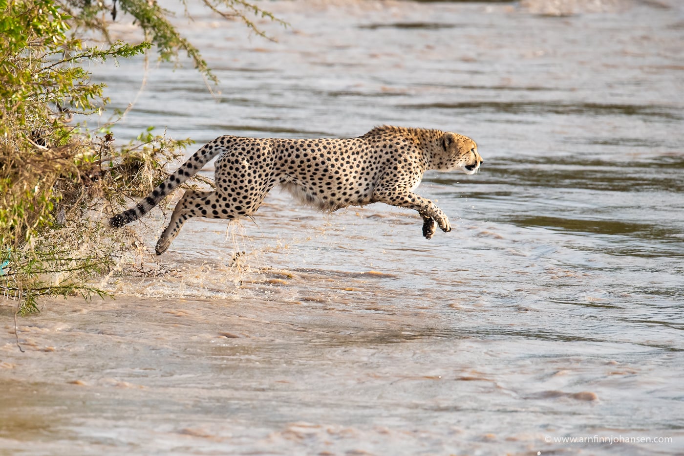 Photographer Captures Coalition of 5 Cheetahs Crossing Crocodile ...