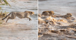 Photographer Captures Coalition of 5 Cheetahs Crossing Crocodile ...