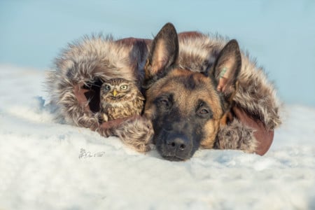 Photographer Captures the Touching Bond Between a Dog and an Owl ...