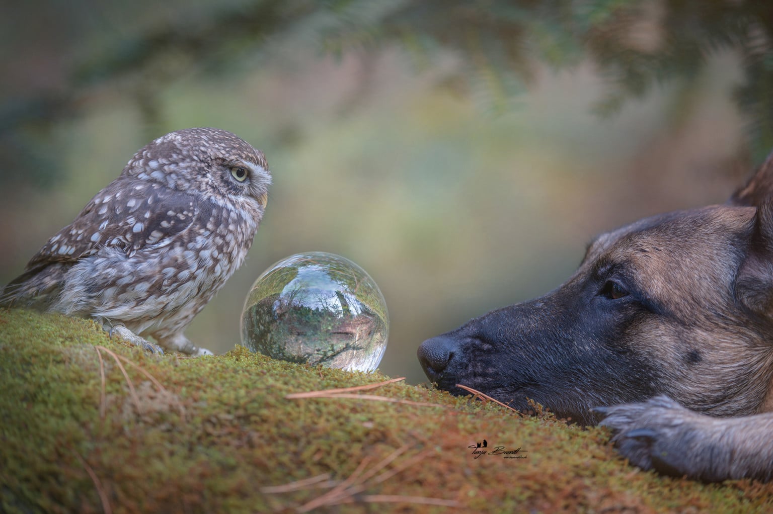 Photographer Captures the Touching Bond Between a Dog and an Owl ...