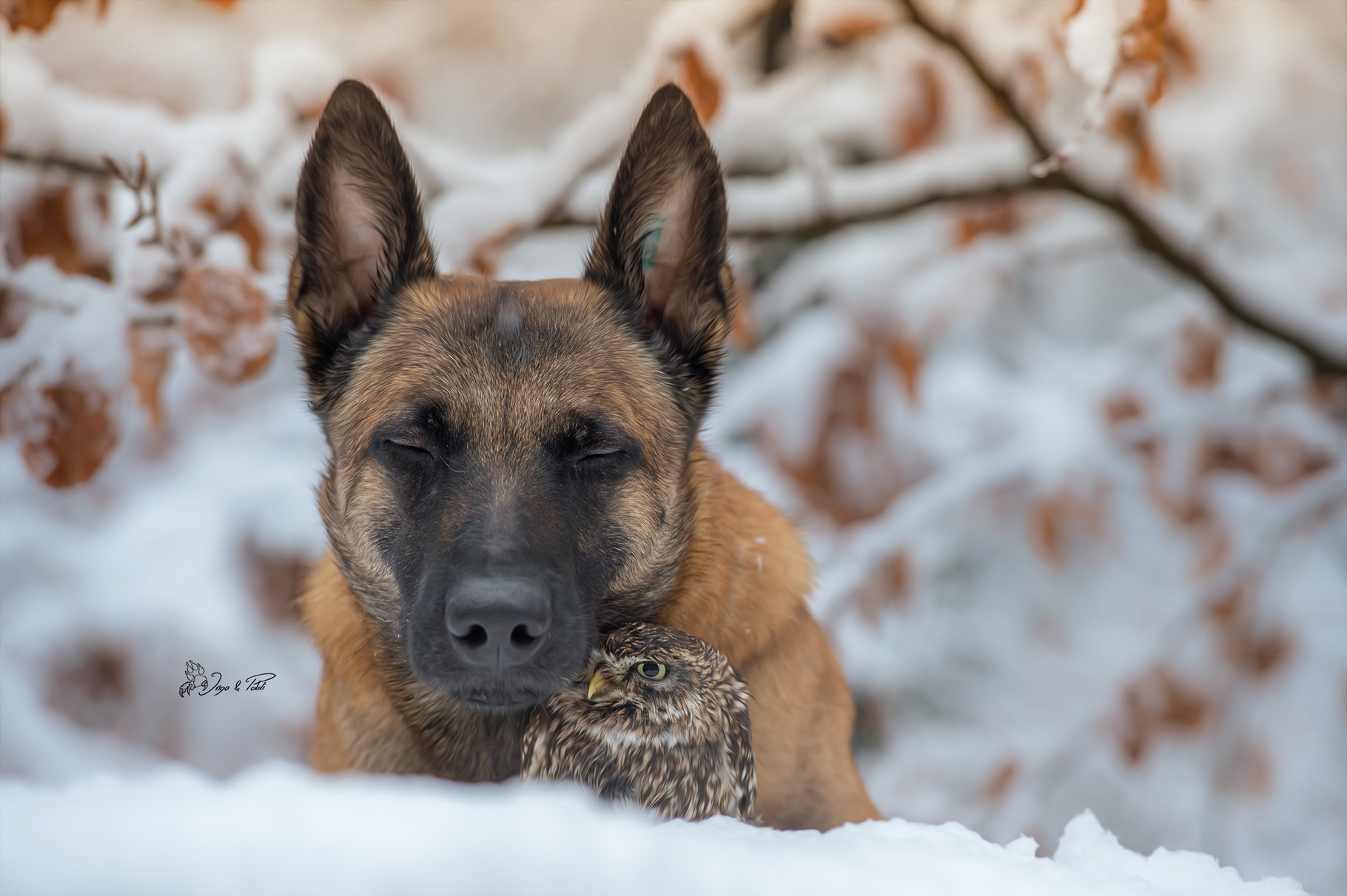 Photographer Captures the Touching Bond Between a Dog and an Owl ...