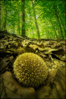 How a Weird Lens Helped Me Fall Back in Love with Landscape Photography ...