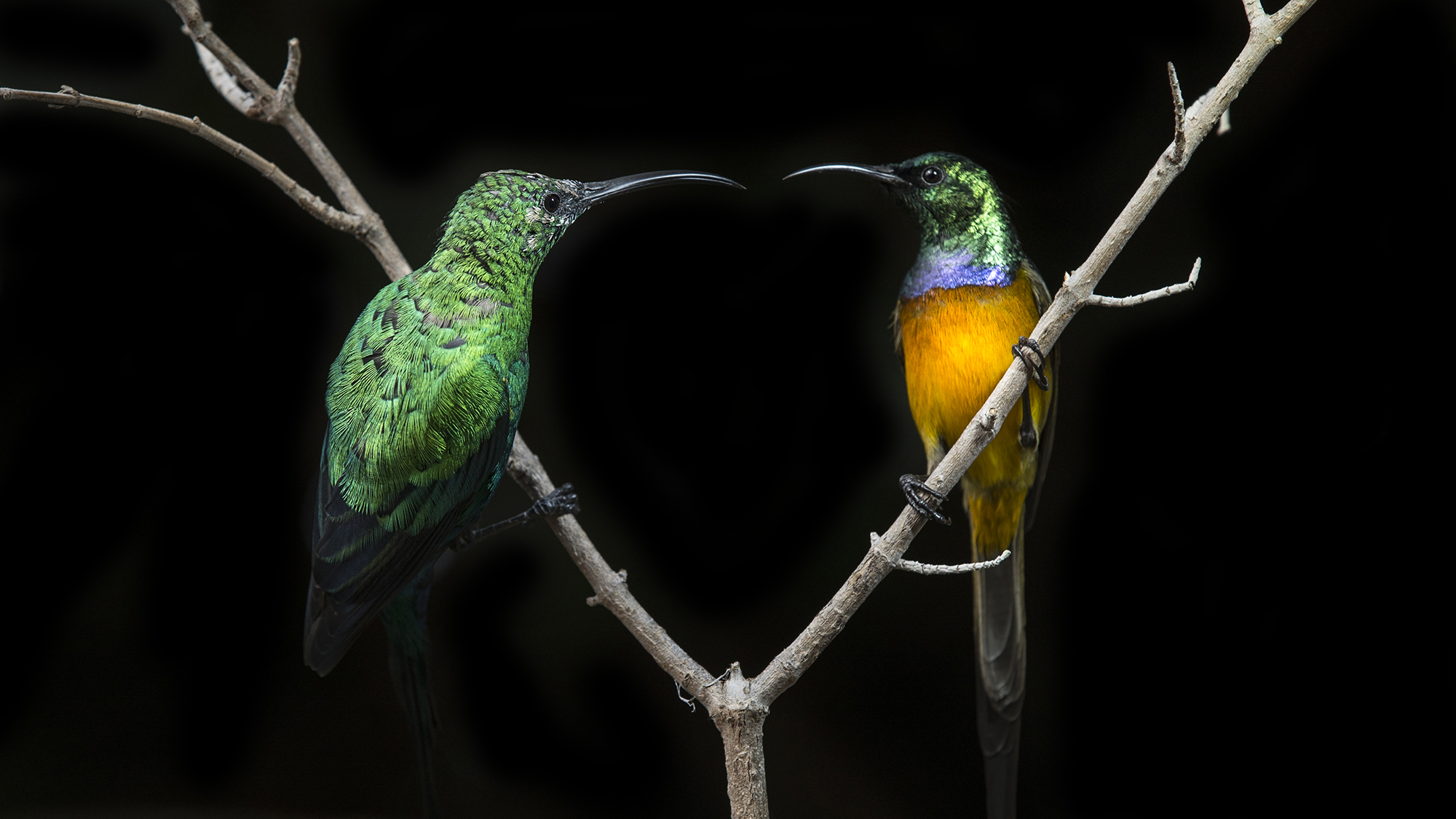 Photographer Uses Underwater Gear to Capture Stunning Sunbird Portraits ...