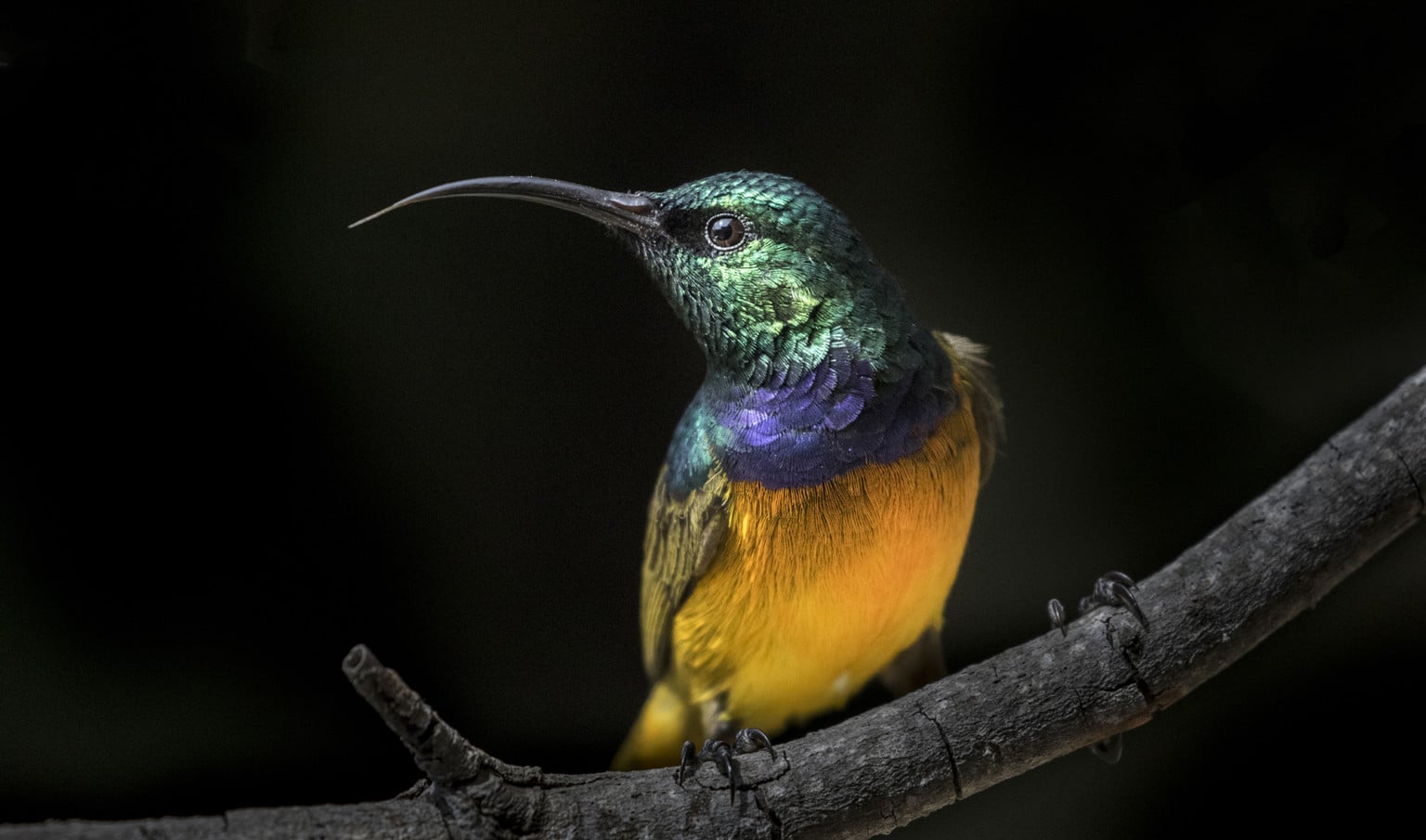 Photographer Uses Underwater Gear to Capture Stunning Sunbird Portraits ...