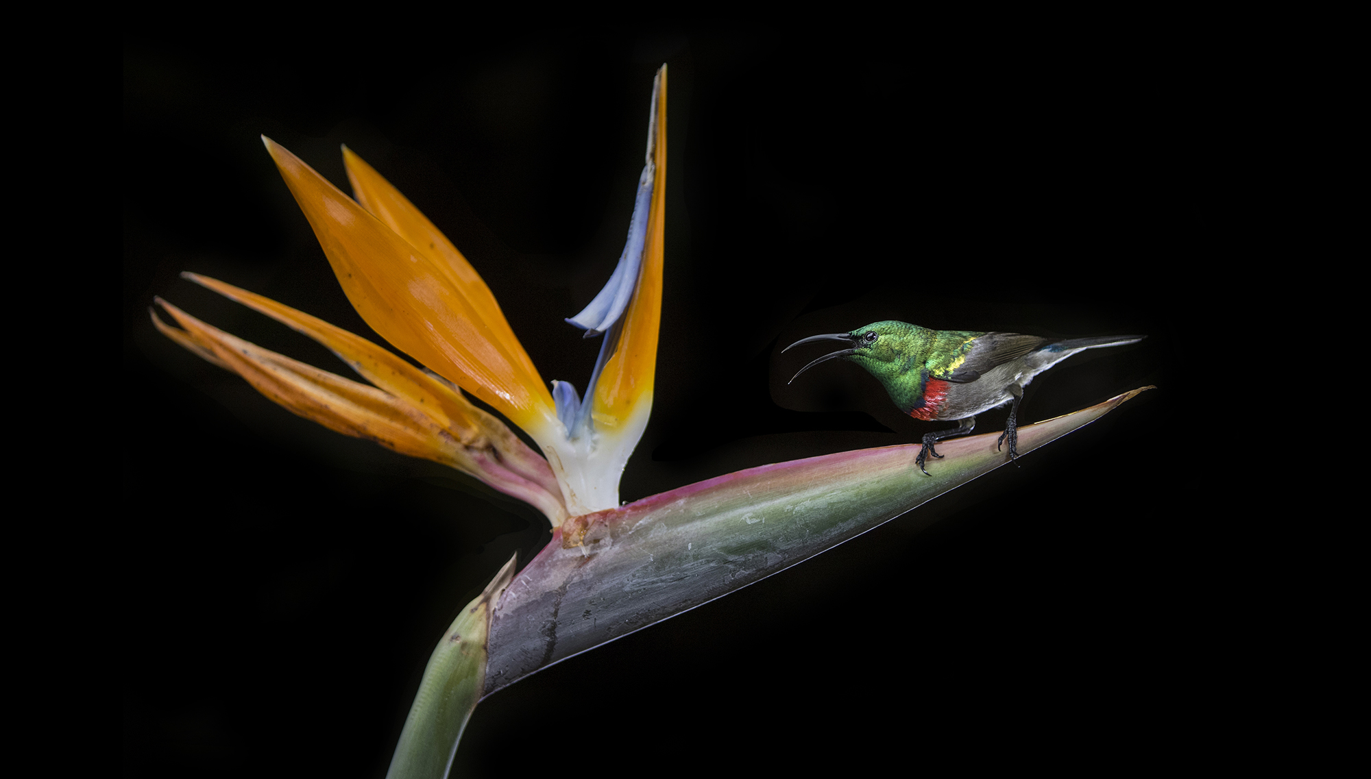 Photographer Uses Underwater Gear to Capture Stunning Sunbird Portraits ...