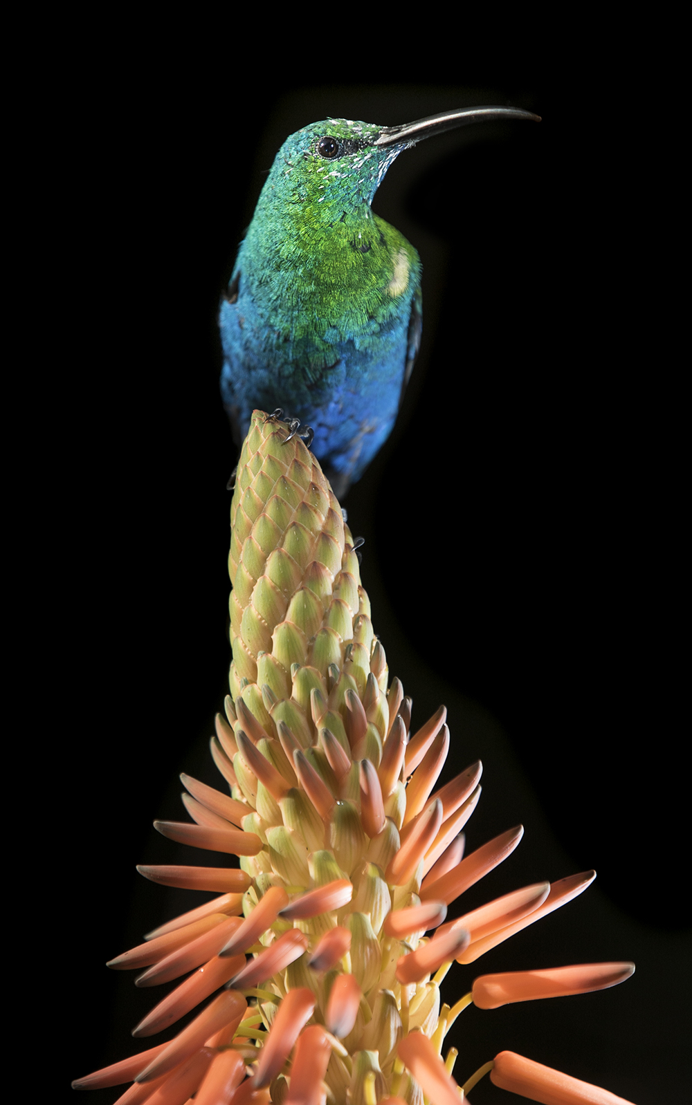Photographer Uses Underwater Gear to Capture Stunning Sunbird Portraits ...