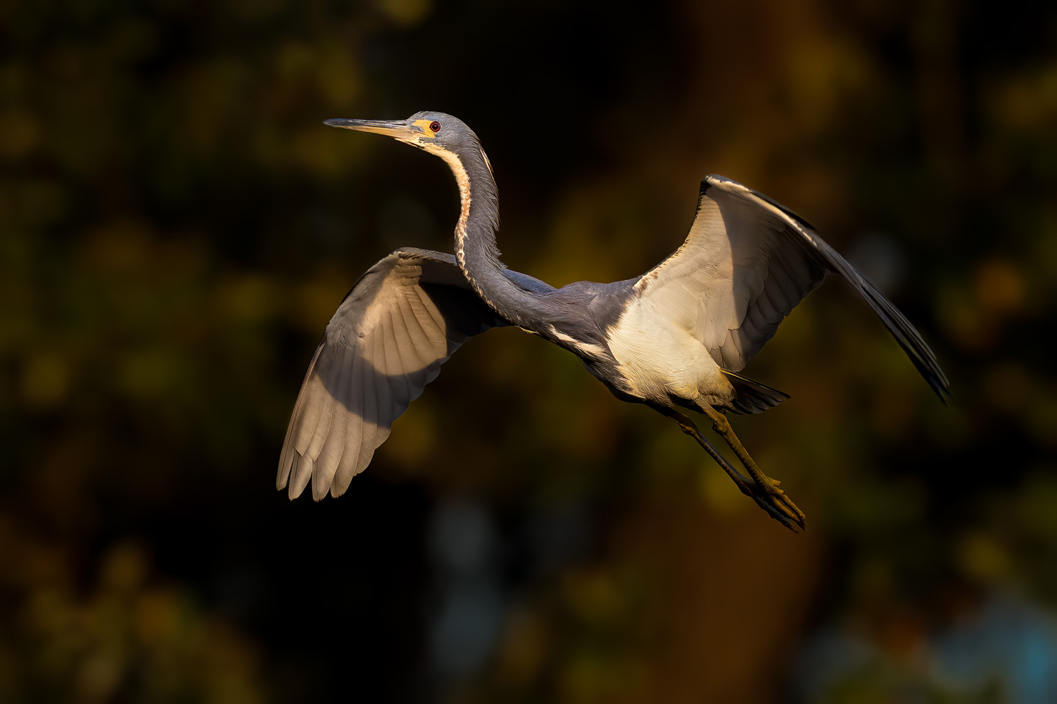 This Free 'Bird In Flight' Photography Crash Course Covers Everything ...