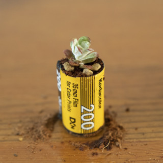 You Can Grow Plants in Used Film Canisters | PetaPixel