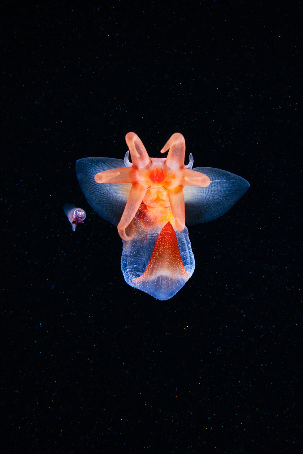 Stunning Photos of 'Sea Angels' and Other Technicolor Creatures ...