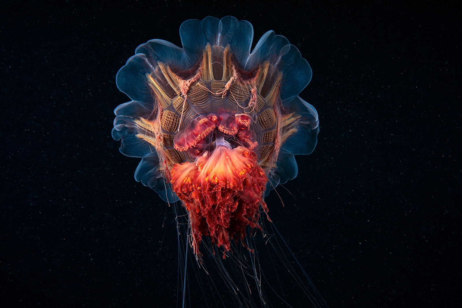 Stunning Photos of 'Sea Angels' and Other Technicolor Creatures ...