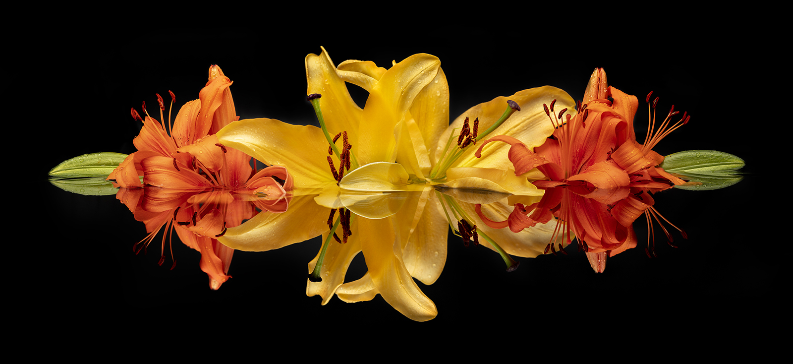 Photographer Uses DIY Reflecting Pool to Capture Beautiful Flower ...