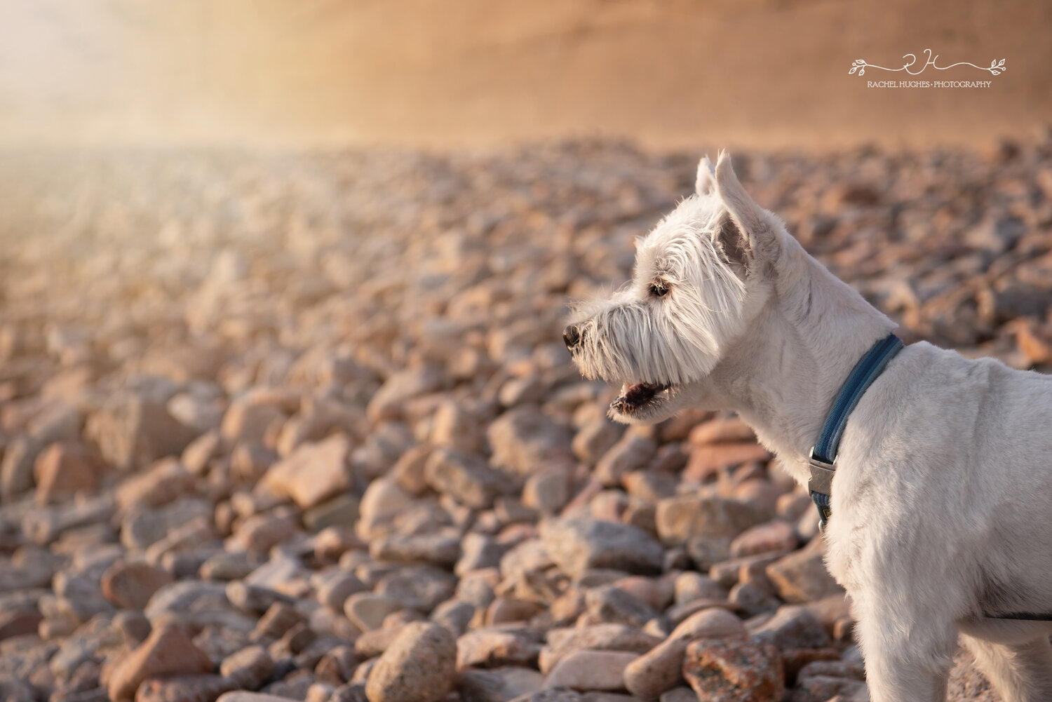 10 Tips for Taking Better Photos of Your Dog | PetaPixel