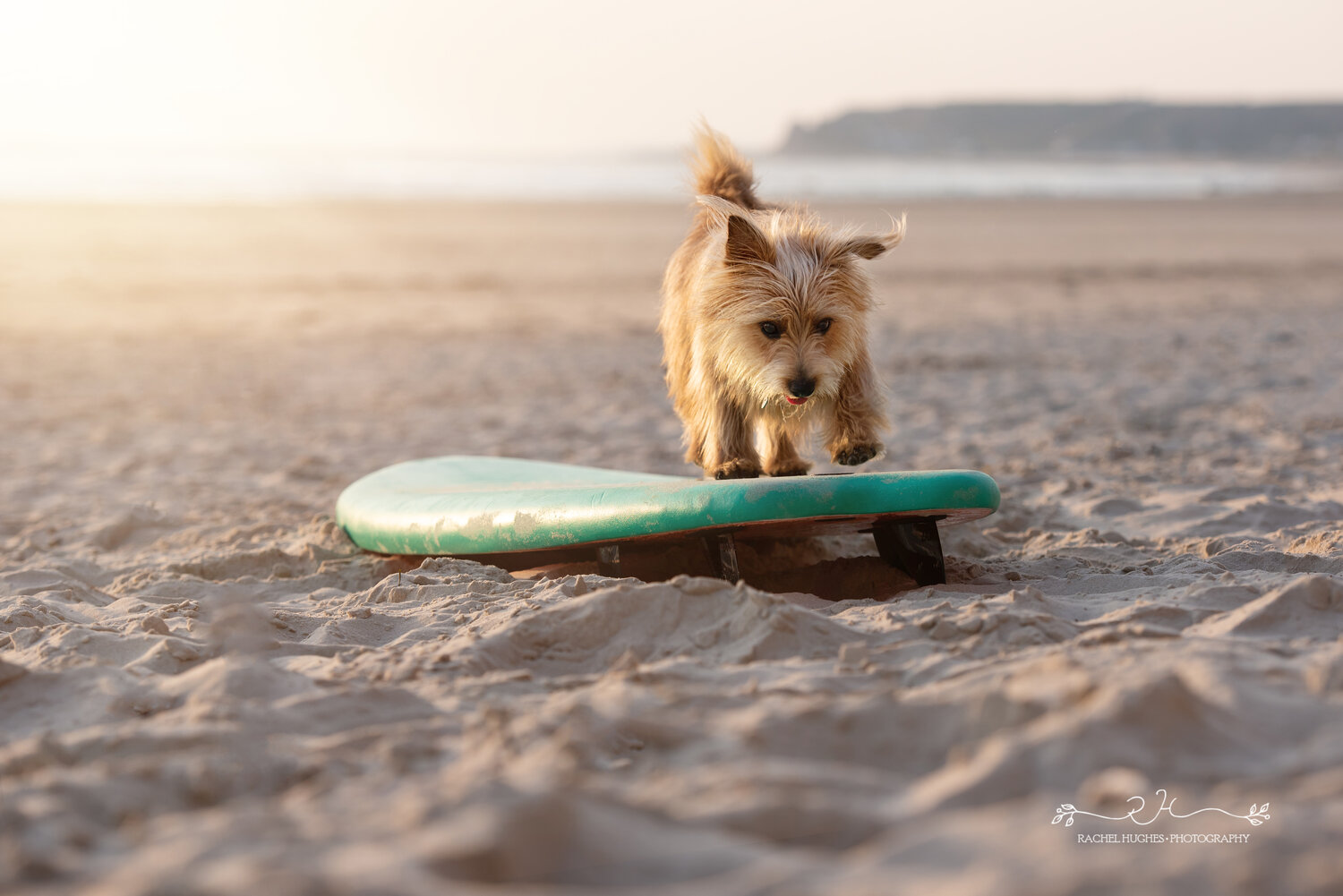 10 Tips for Taking Better Photos of Your Dog | PetaPixel