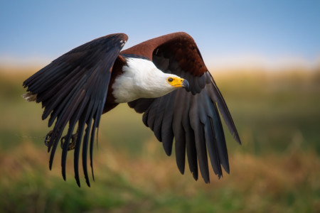 This Free 'Bird In Flight' Photography Crash Course Covers Everything ...