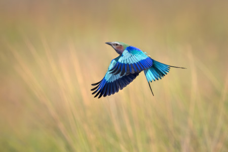This Free 'Bird In Flight' Photography Crash Course Covers Everything ...