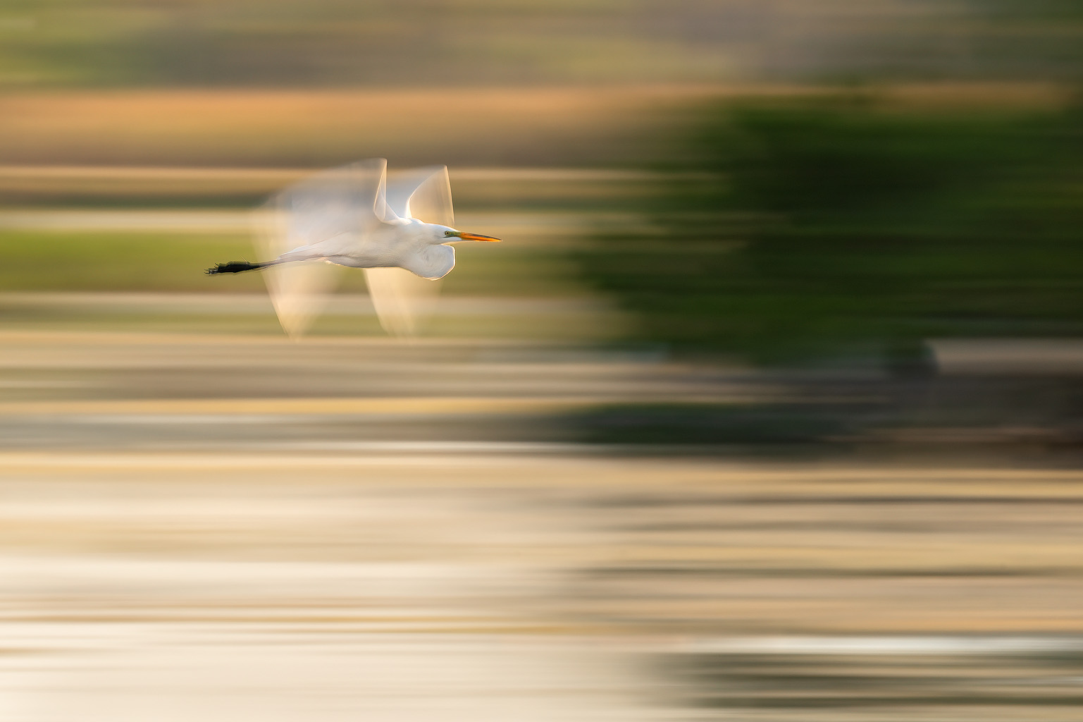 This Free 'Bird In Flight' Photography Crash Course Covers Everything ...