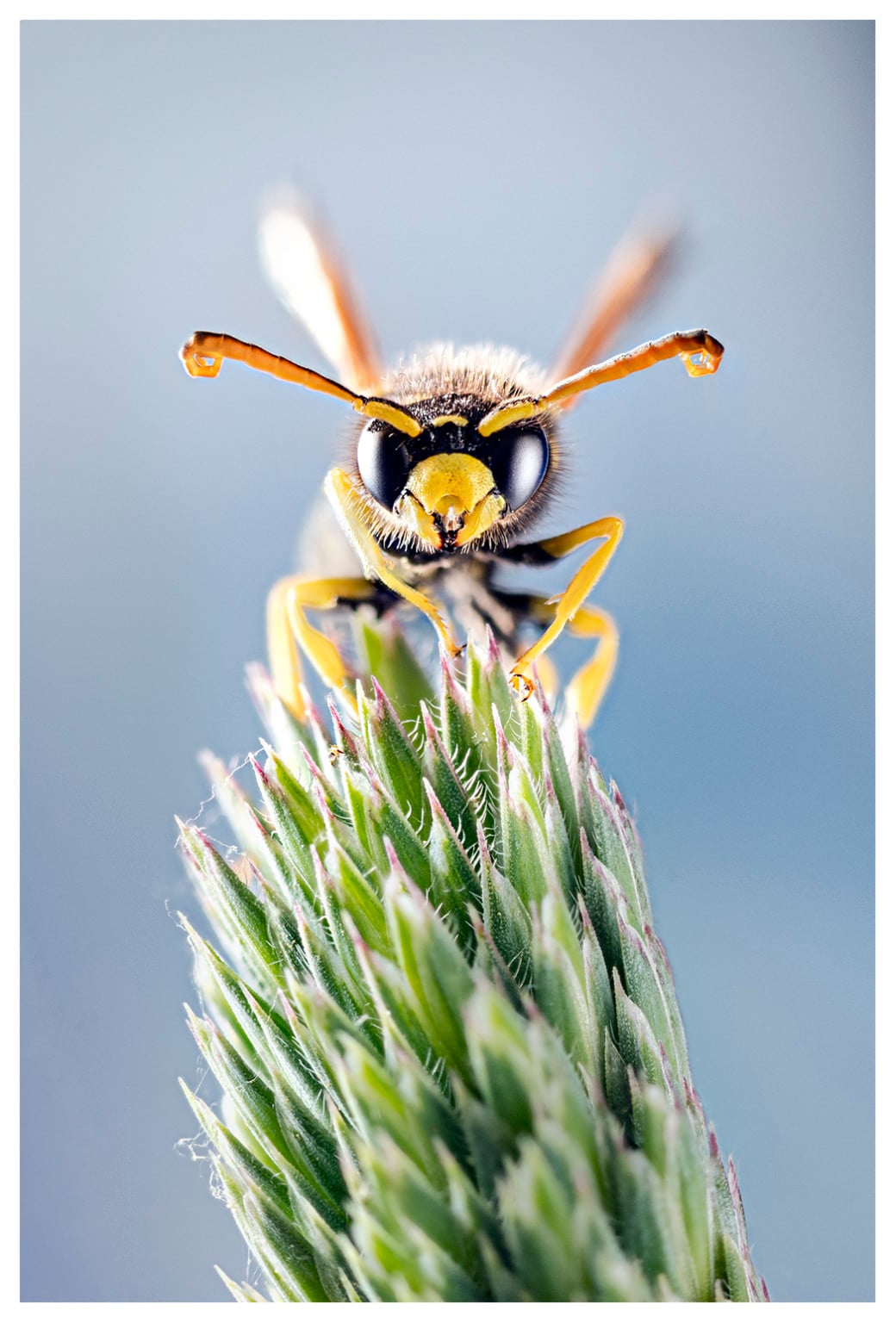 How I Shoot Insect Macro Photography in My Home Studio | PetaPixel