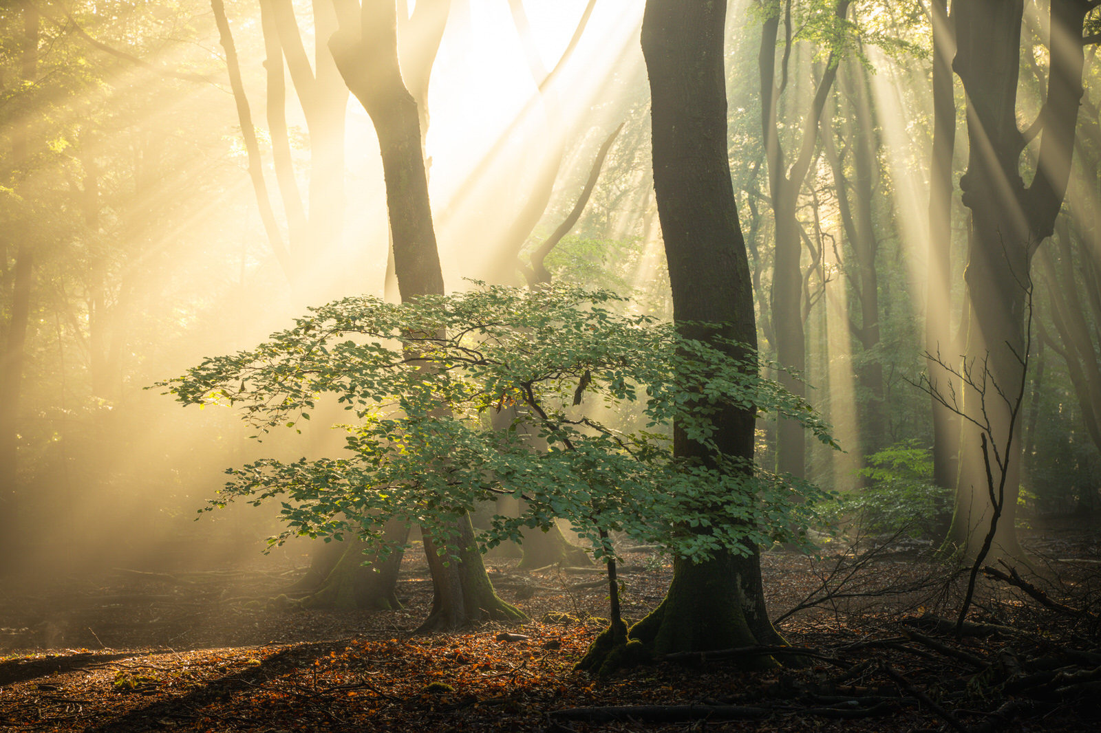 Photos of One Forest in All Seasons | PetaPixel
