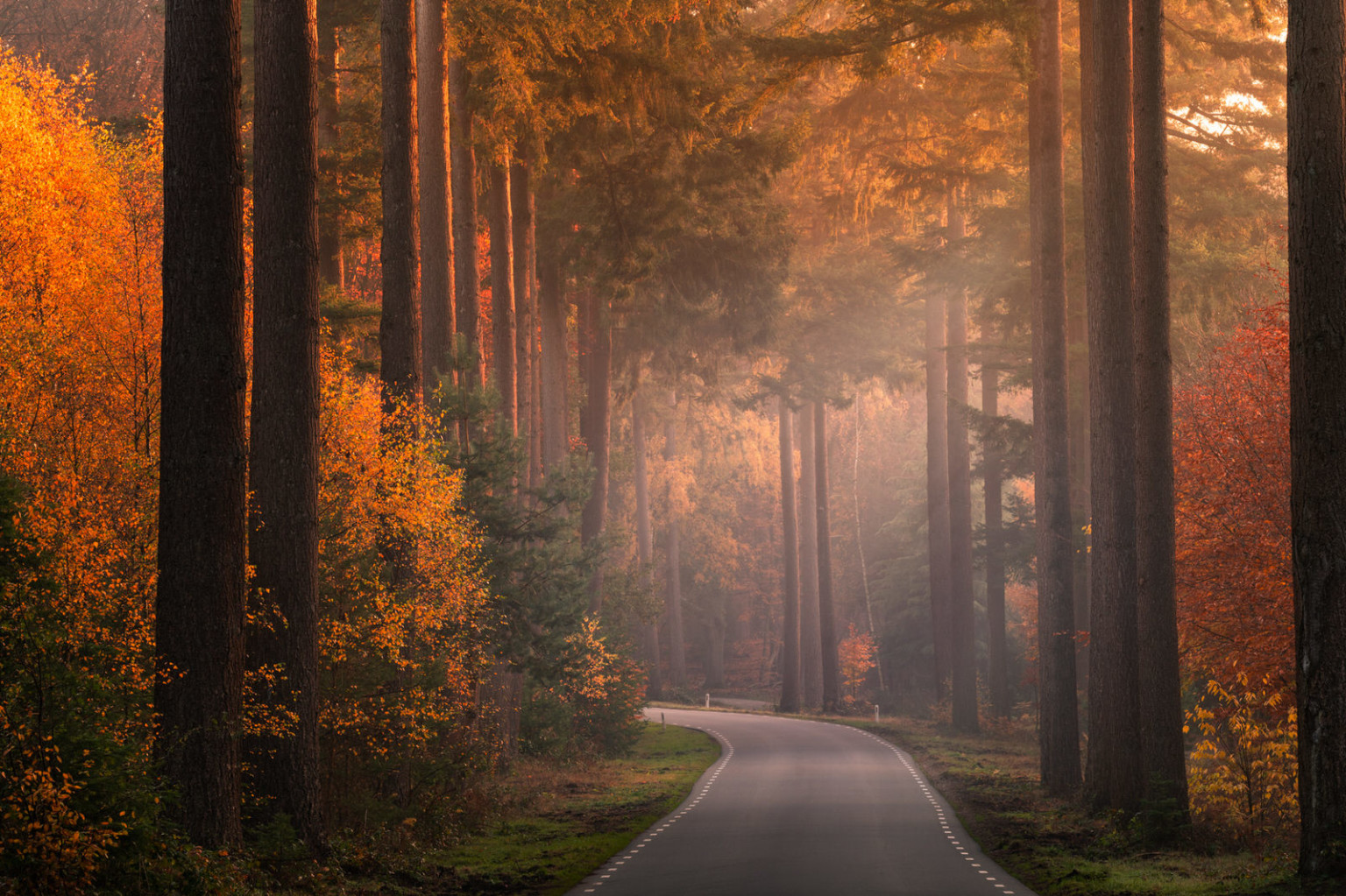 Photos of One Forest in All Seasons | PetaPixel